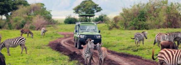 8 Days Great Wildebeest migration safari in Serengeti National park ...
